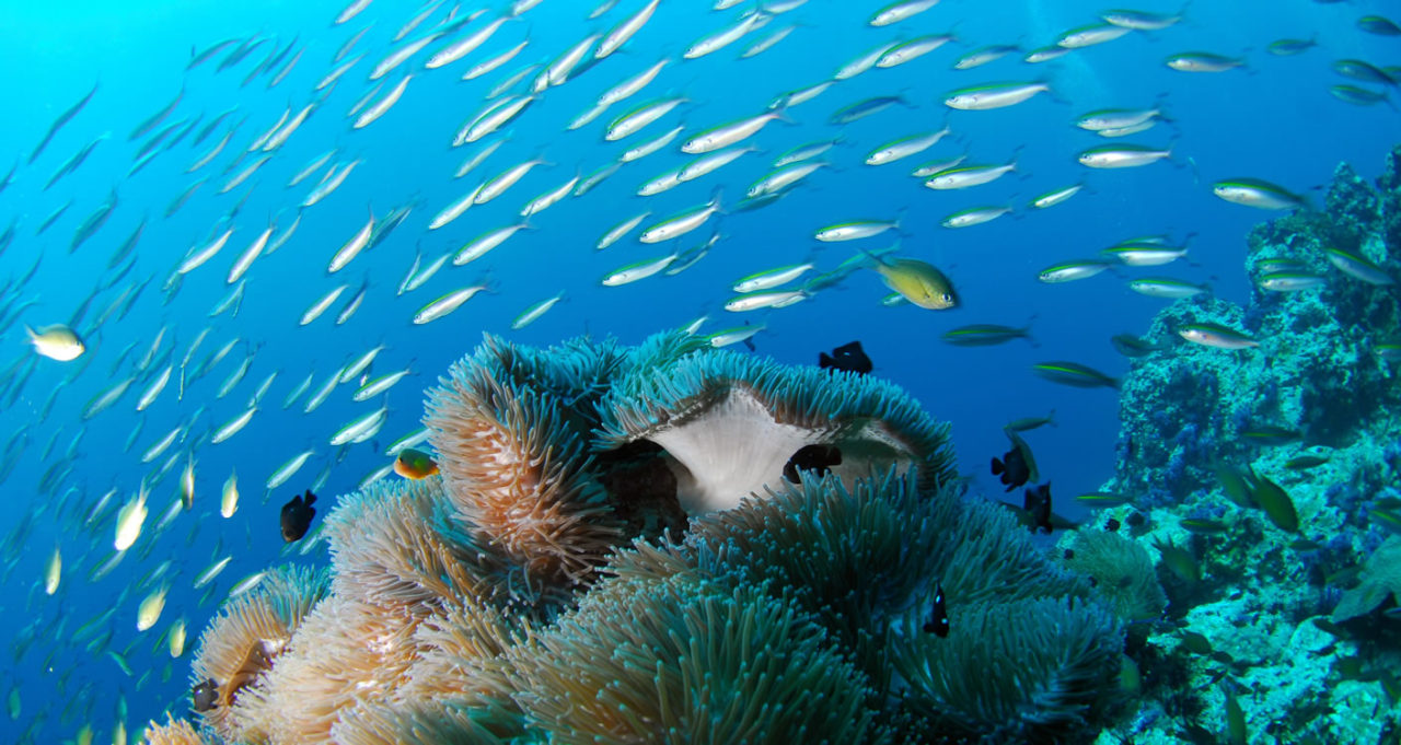 SDG14 - Life Below Water - Beyond Cruelty